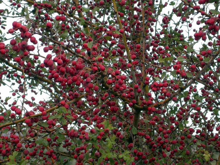 Acerolo - Viverosperez.com