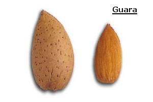 almendro-guara - Viverosperez.com